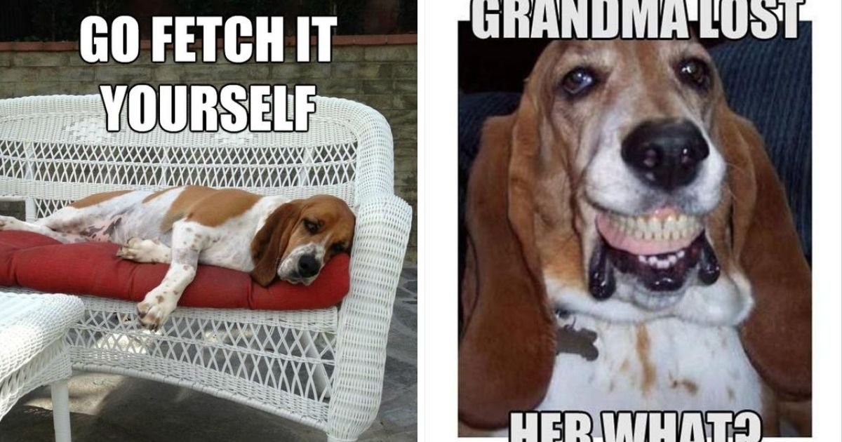 50+ Best Basset Hound Memes of All Time - The Paws
