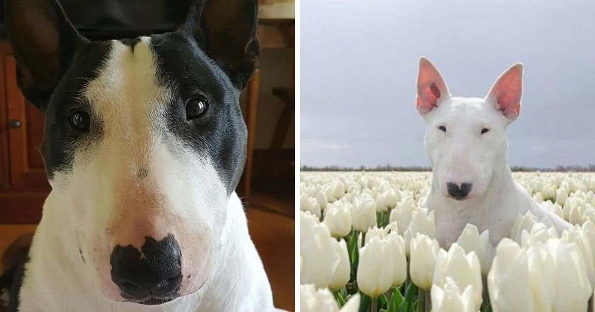 35+ Adorable Pictures of Bull Terriers You Need To Stop And Look At ...