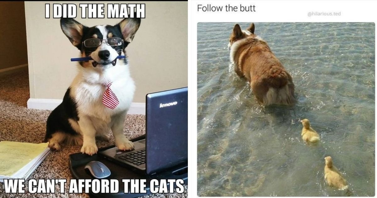 70+ Corgi Memes That Will Brighten Your Day! - The Paws