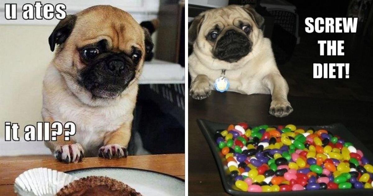 100+ Best Pug Memes of All Time - The Paws