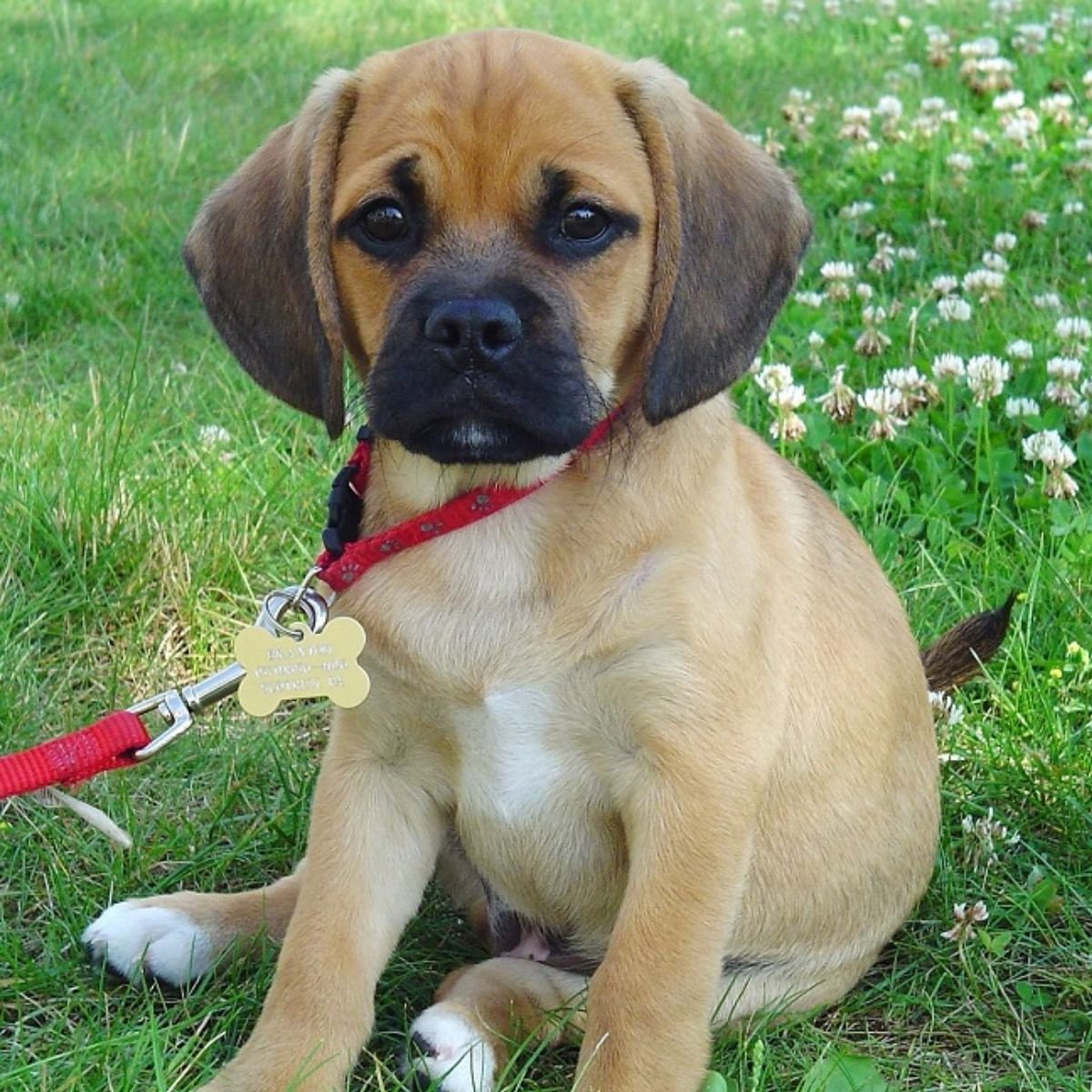 15+ Unreal Beagle Cross Breeds You Have To See To Believe - The Paws