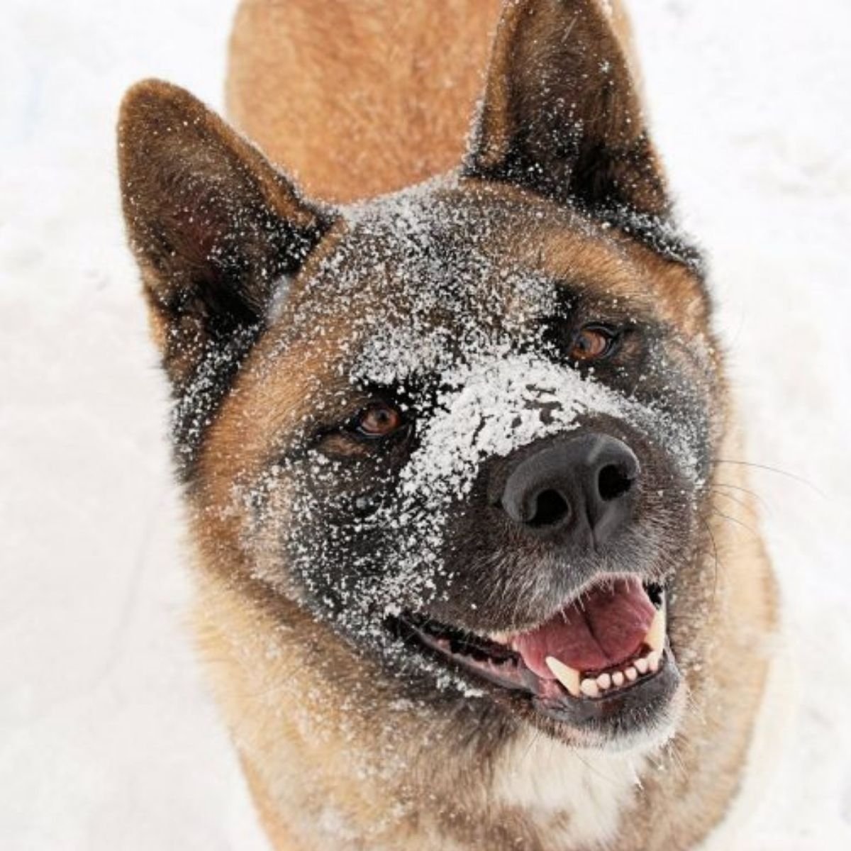 The 65+ Cutest Akita Inu Photos Ever - The Paws
