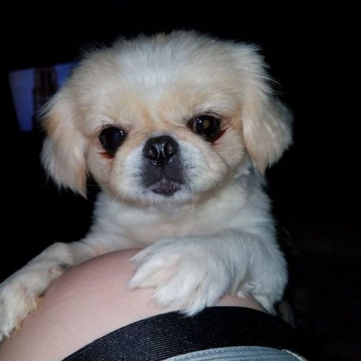 The 25+ Cutest Pekingese Pictures - The Paws