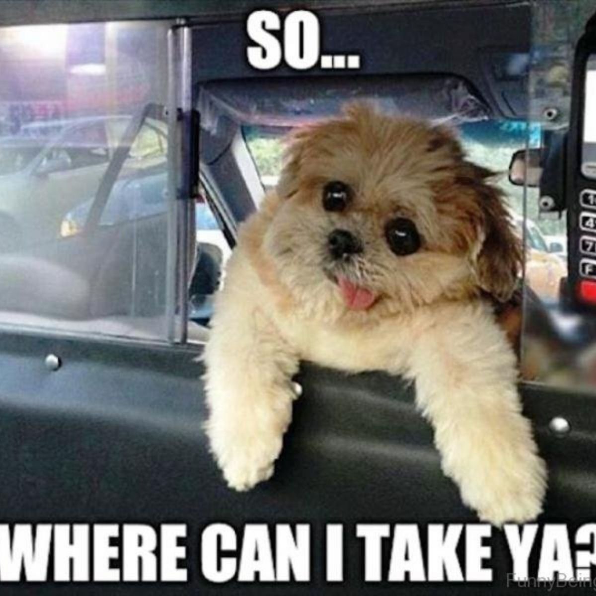 40+ Dog Memes That Will Keep You Laughing For Hours - The Paws