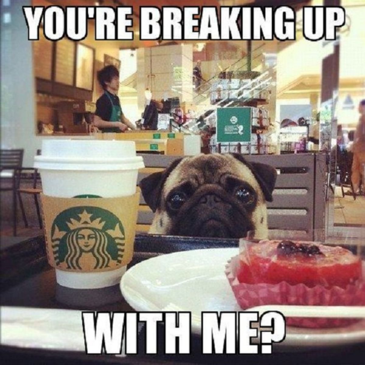 100+ Best Pug Memes of All Time - The Paws
