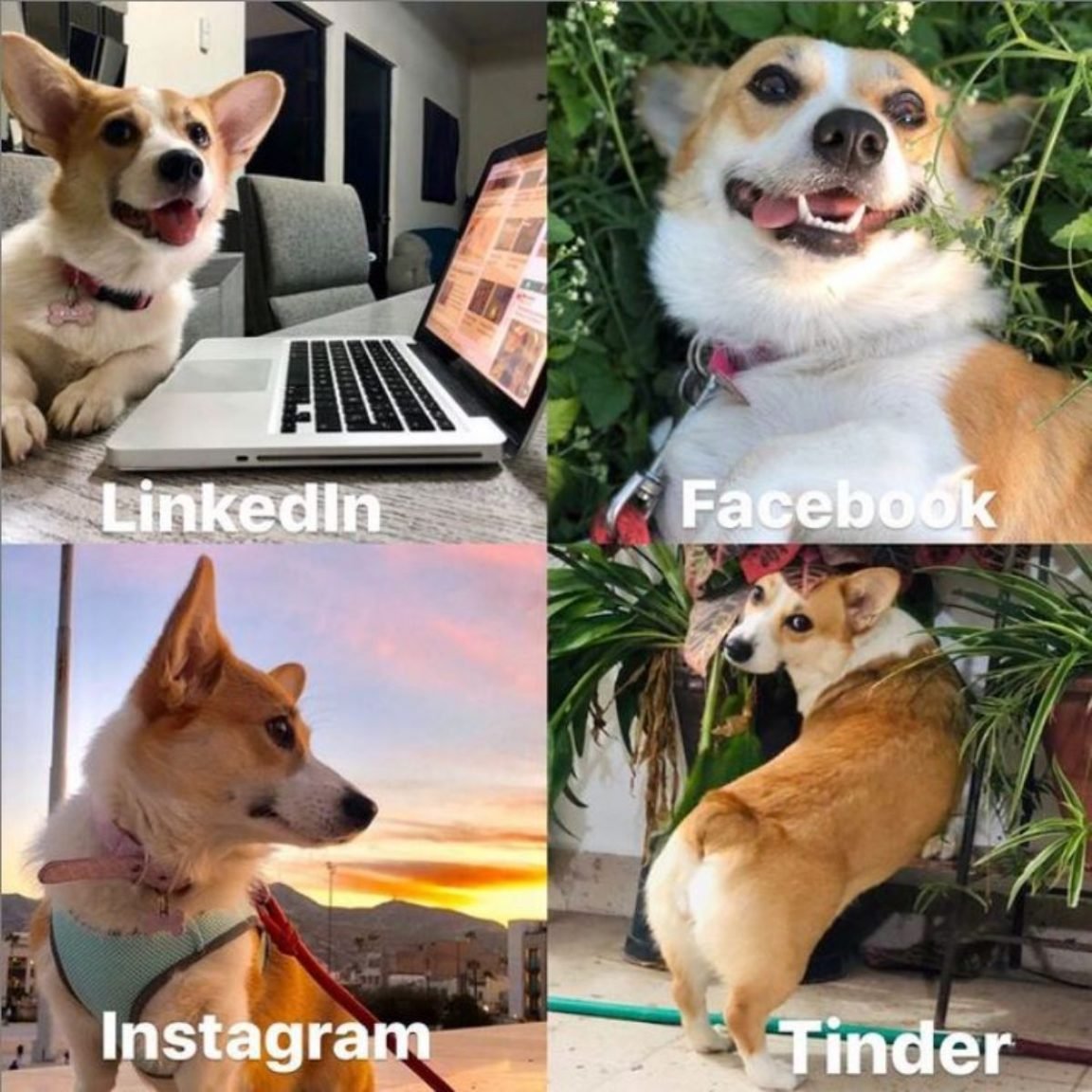 21+ Hilarious Corgi Memes You've Never Seen Before - The Paws
