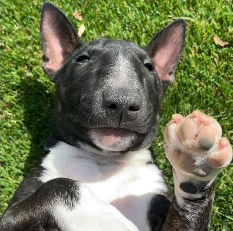 15 Adorable Bull Terriers You'll Have to See to Believe - The Paws