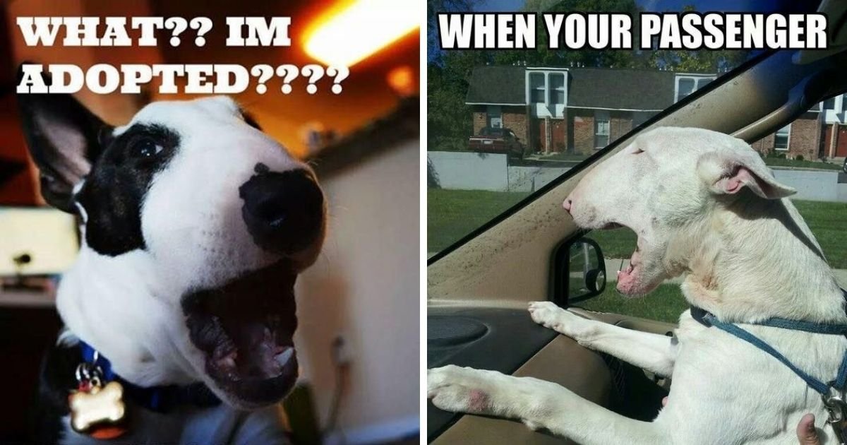 21+ Funny English Bull Terrier Memes - The Paws