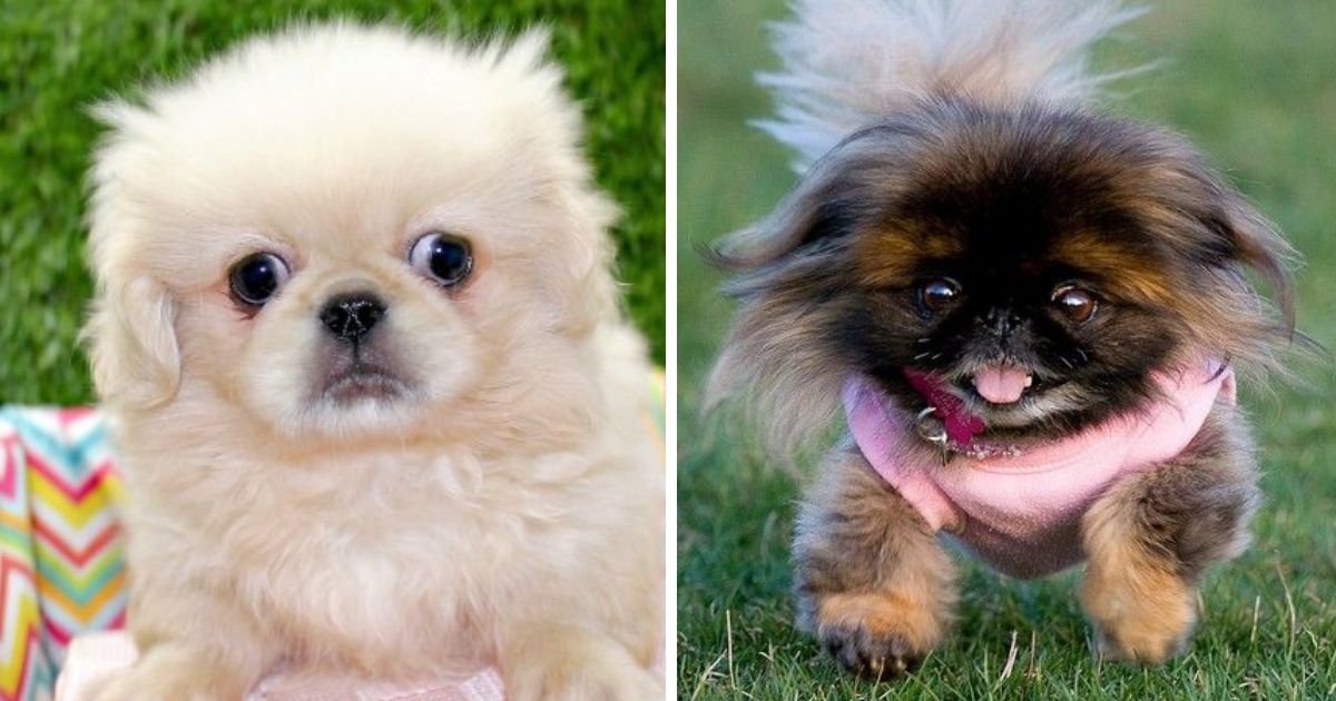 21+ Cutest Pekingese Puppies Ever - The Paws