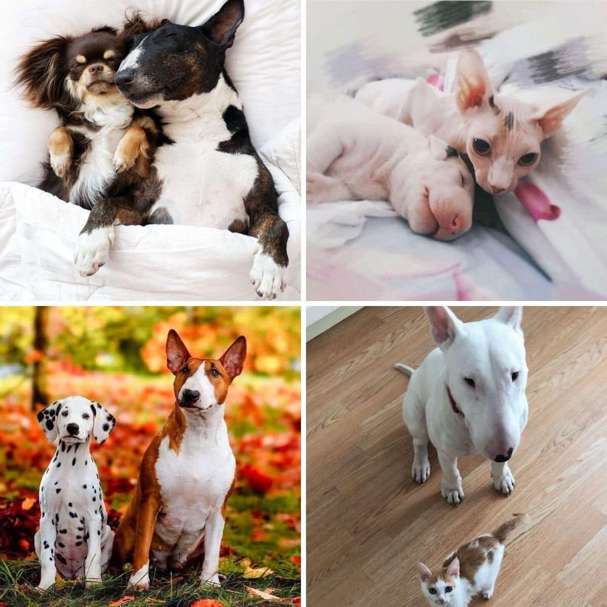 10+ English Bull Terrier Best Friends That Can't Be Separated - The Paws