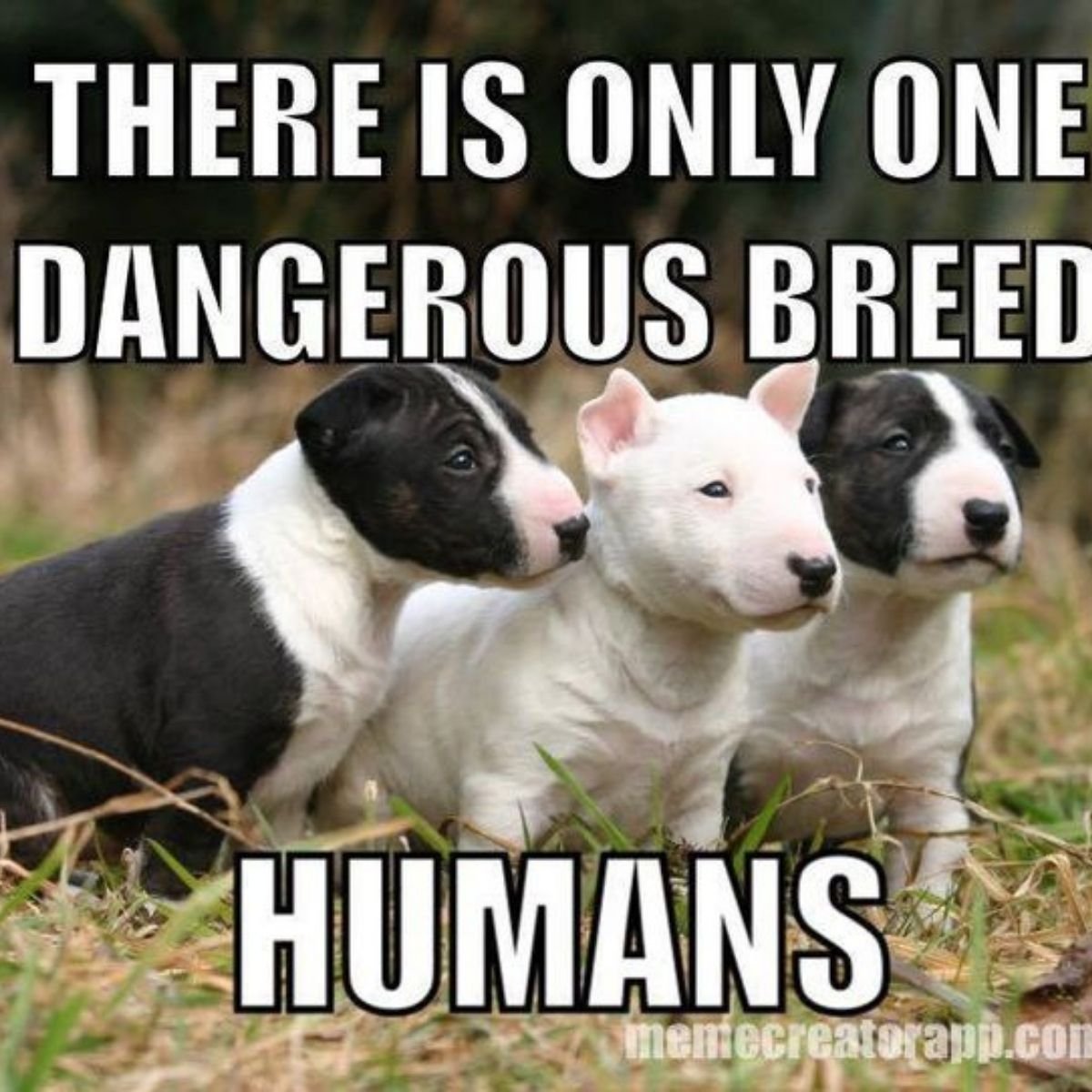21+ Funny English Bull Terrier Memes - The Paws