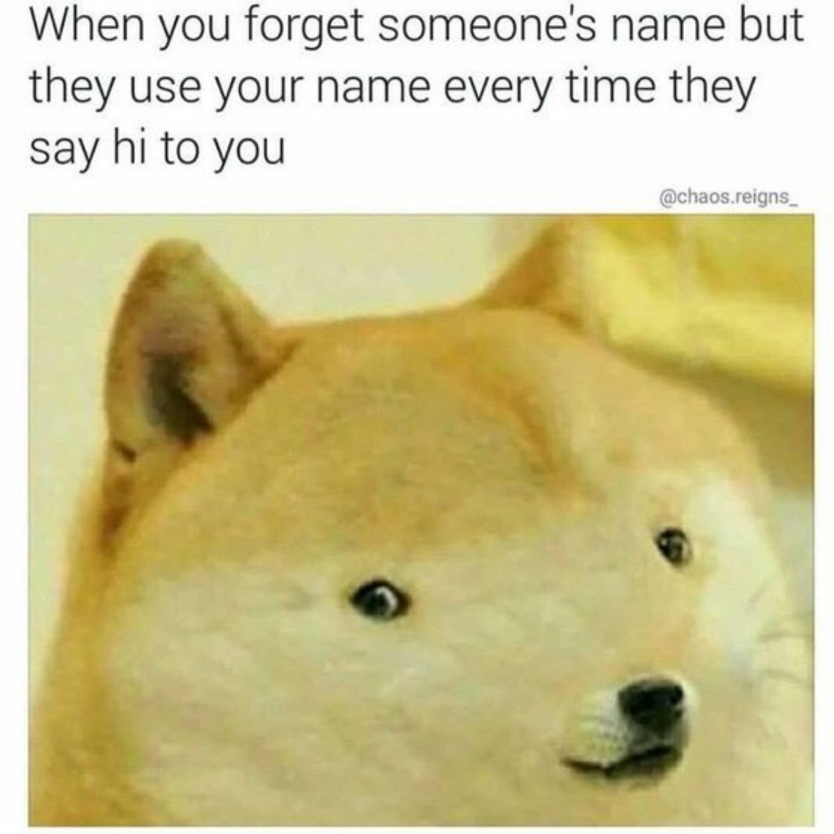 The 55+ Funniest Doge Memes of All Time - The Paws