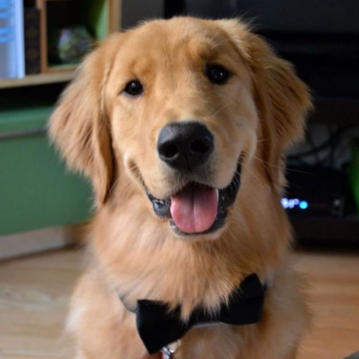 20 Things That Make Golden Retrievers Happy - The Paws