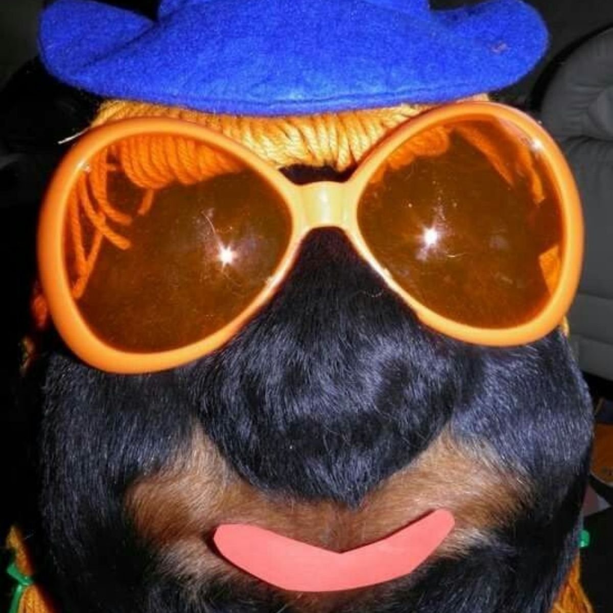 21+ Funny Rottweilers in Halloween Costumes - The Paws