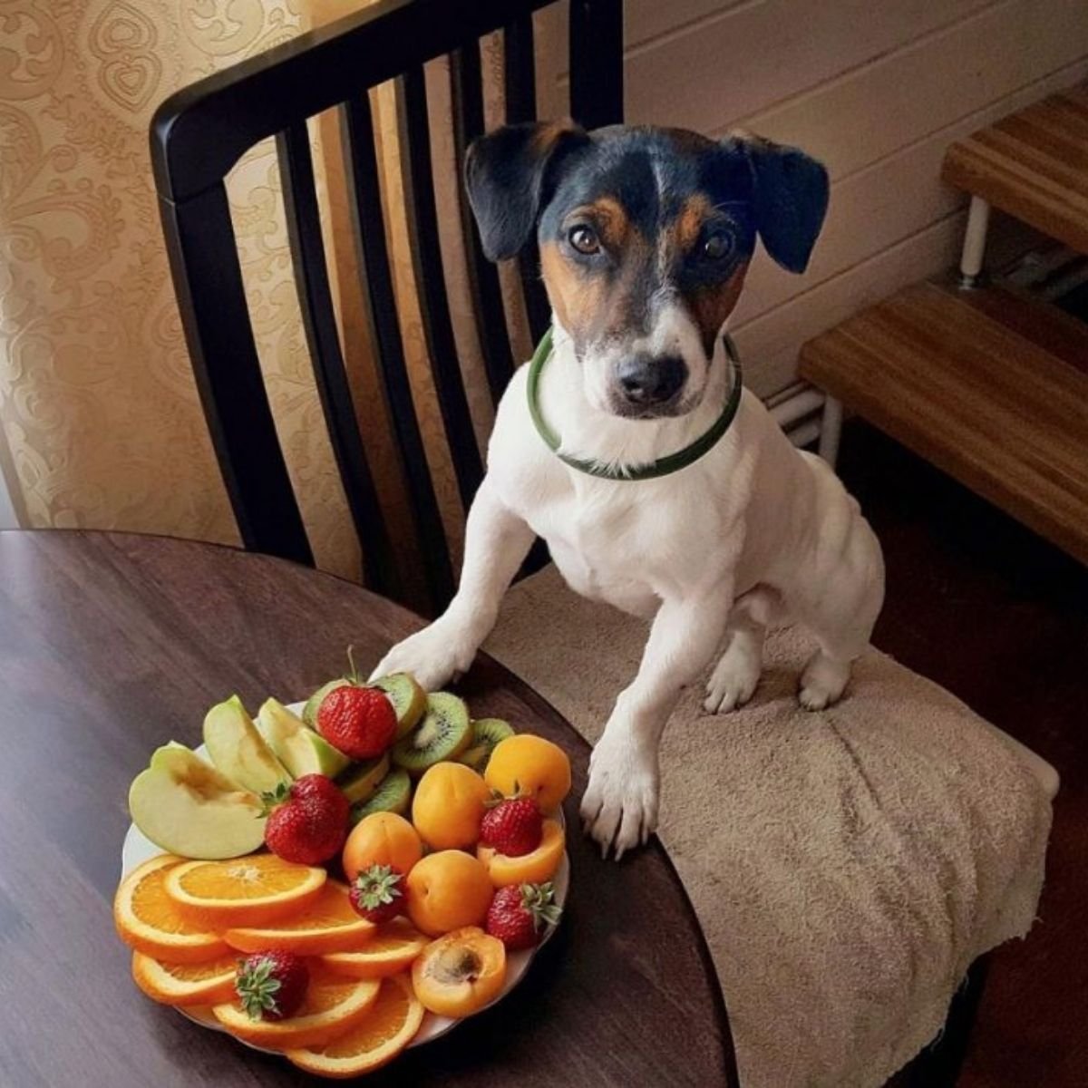 Should I Share These Food With My Jack Russell Terrier? - The Paws