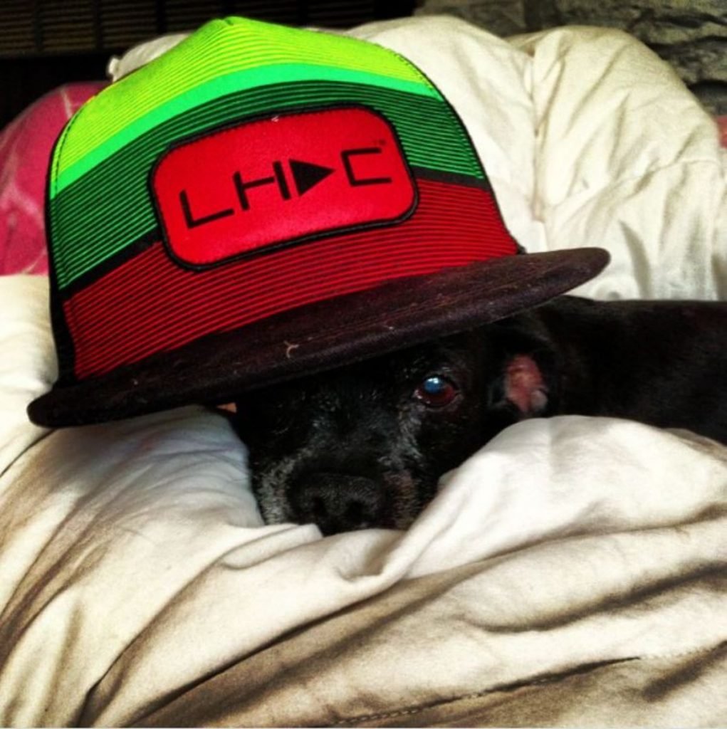 64 Amazing Dachshund Mixes You Should Check Out - The Paws