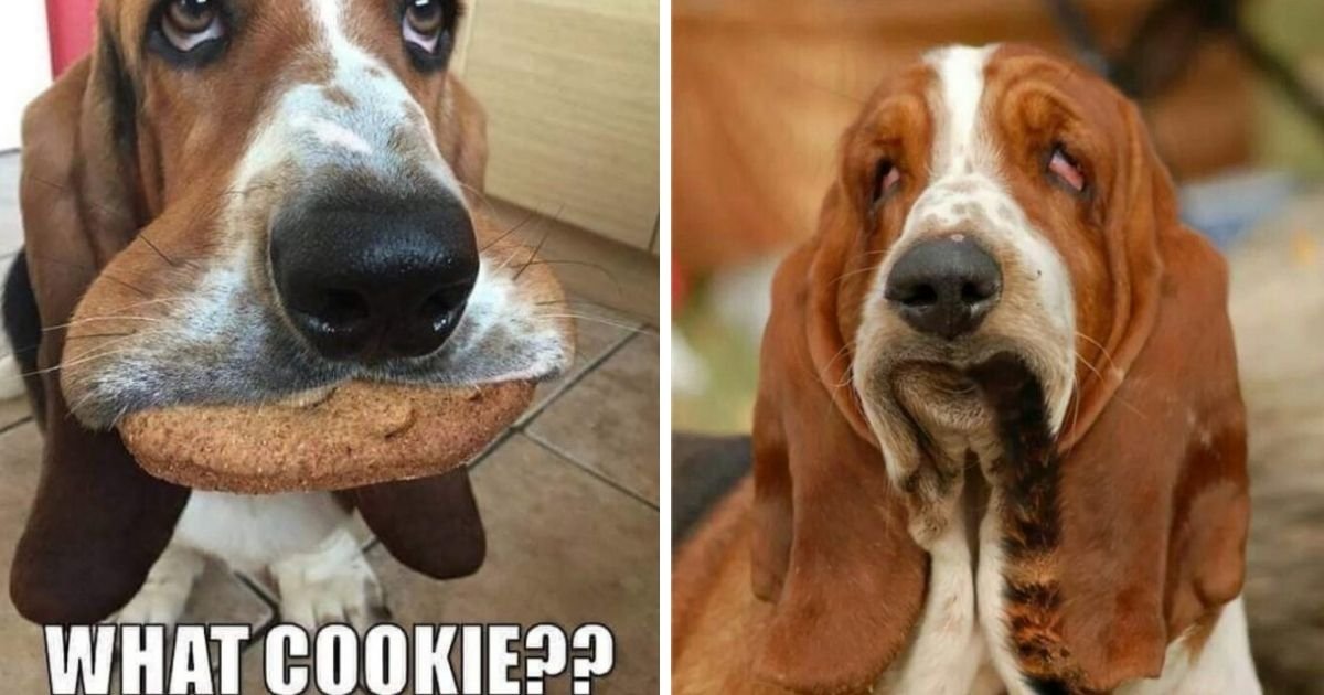 21+ Funny Basset Hound Dog Memes - The Paws