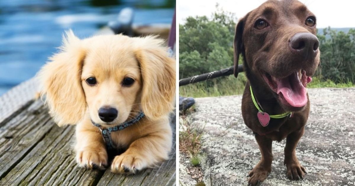 64 Amazing Dachshund Mixes You Should Check Out - The Paws