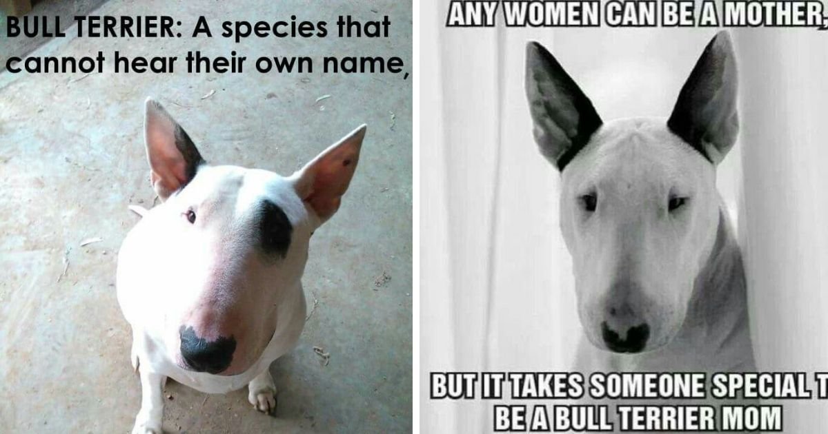 19 Funny Pics (Memes) Of English Bull Terriers - The Paws