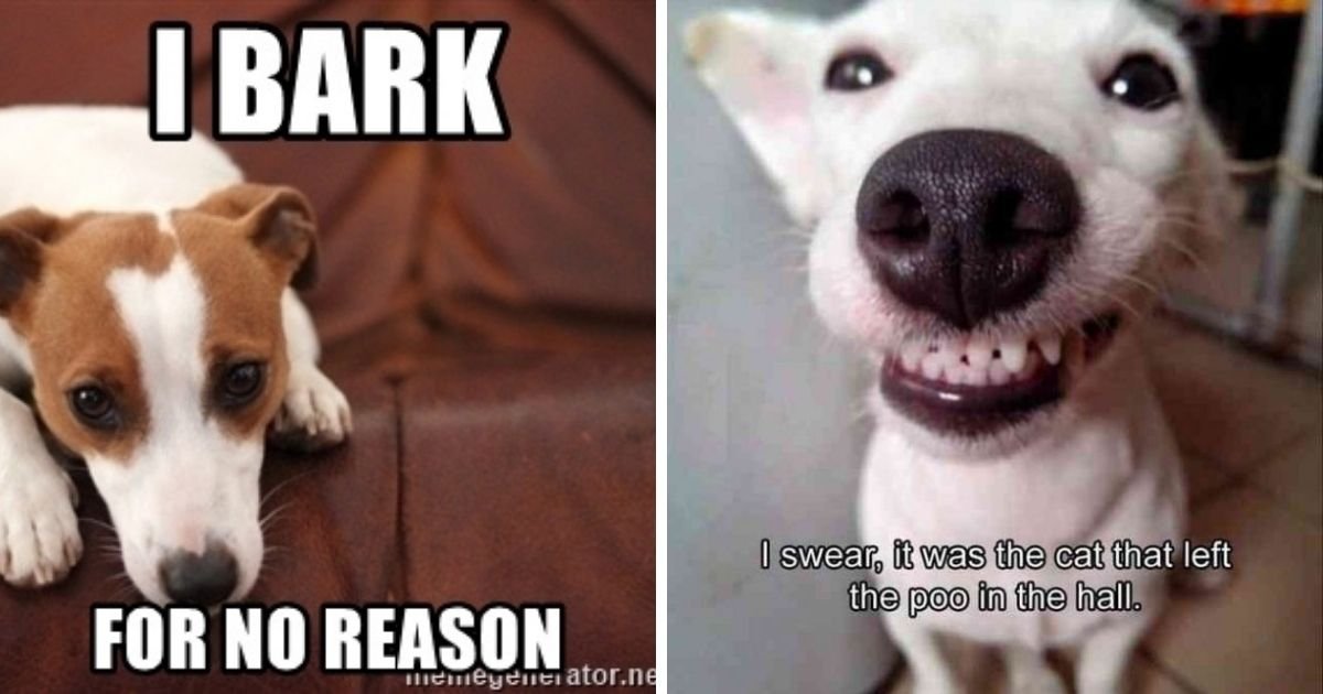 19 Funny Pics (Memes) Of Jack Russell Terriers - The Paws
