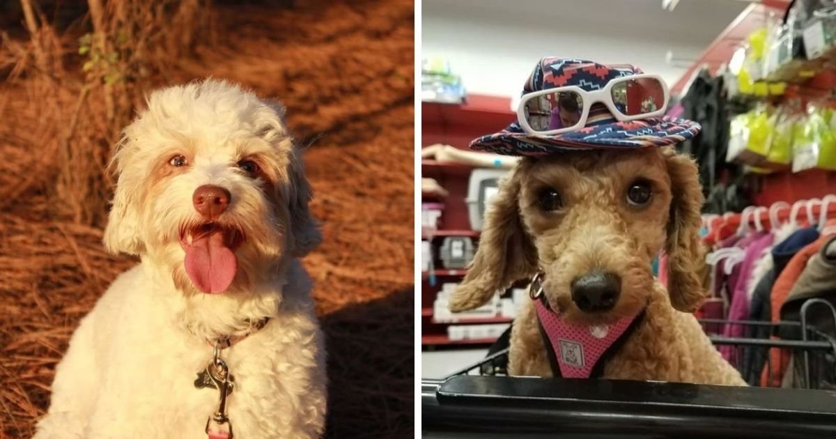 12 Poodles Mixed With Dachshund - The Paws