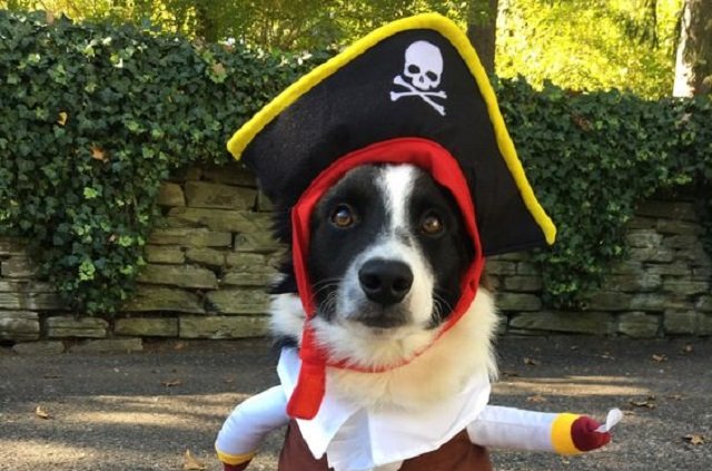 14 Best Halloween Costumes for Border Collies | The Paws