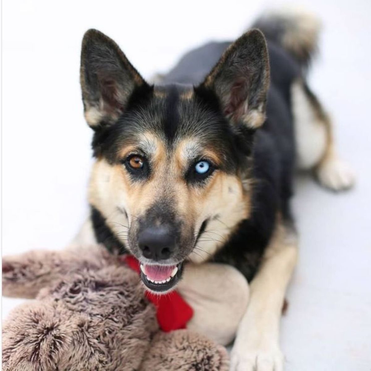 25 Adorable Gerberian Shepskies You’ve Never Heard Of - The Paws