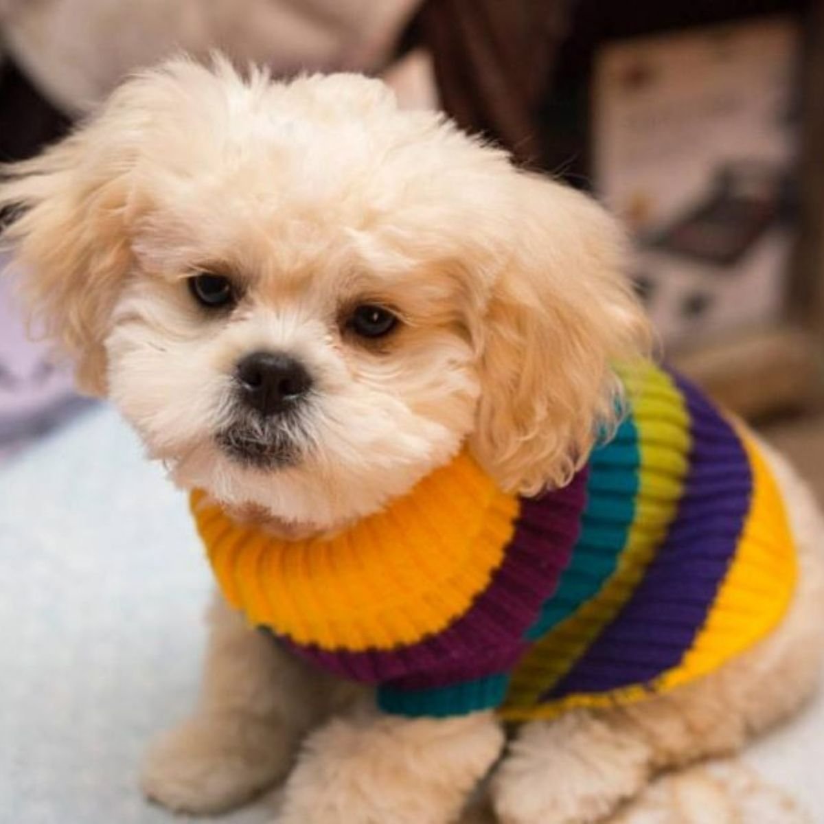 The Top 12 Cutest Pekingese Poodle Mixes On The Planet - The Paws