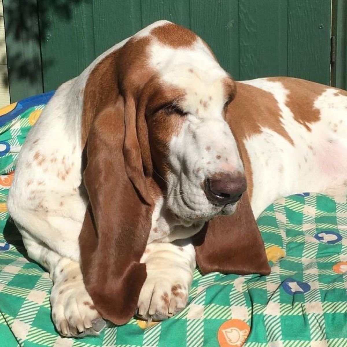 15 Basset Hound Instagram Accounts You Need to Follow Right Now - The Paws