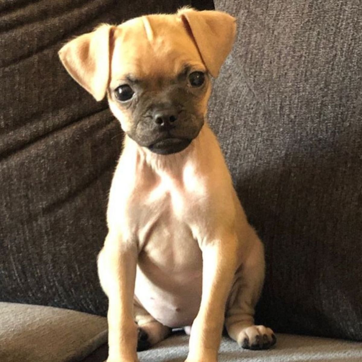 12 Absolutely Perfect Chug Dogs! - The Paws