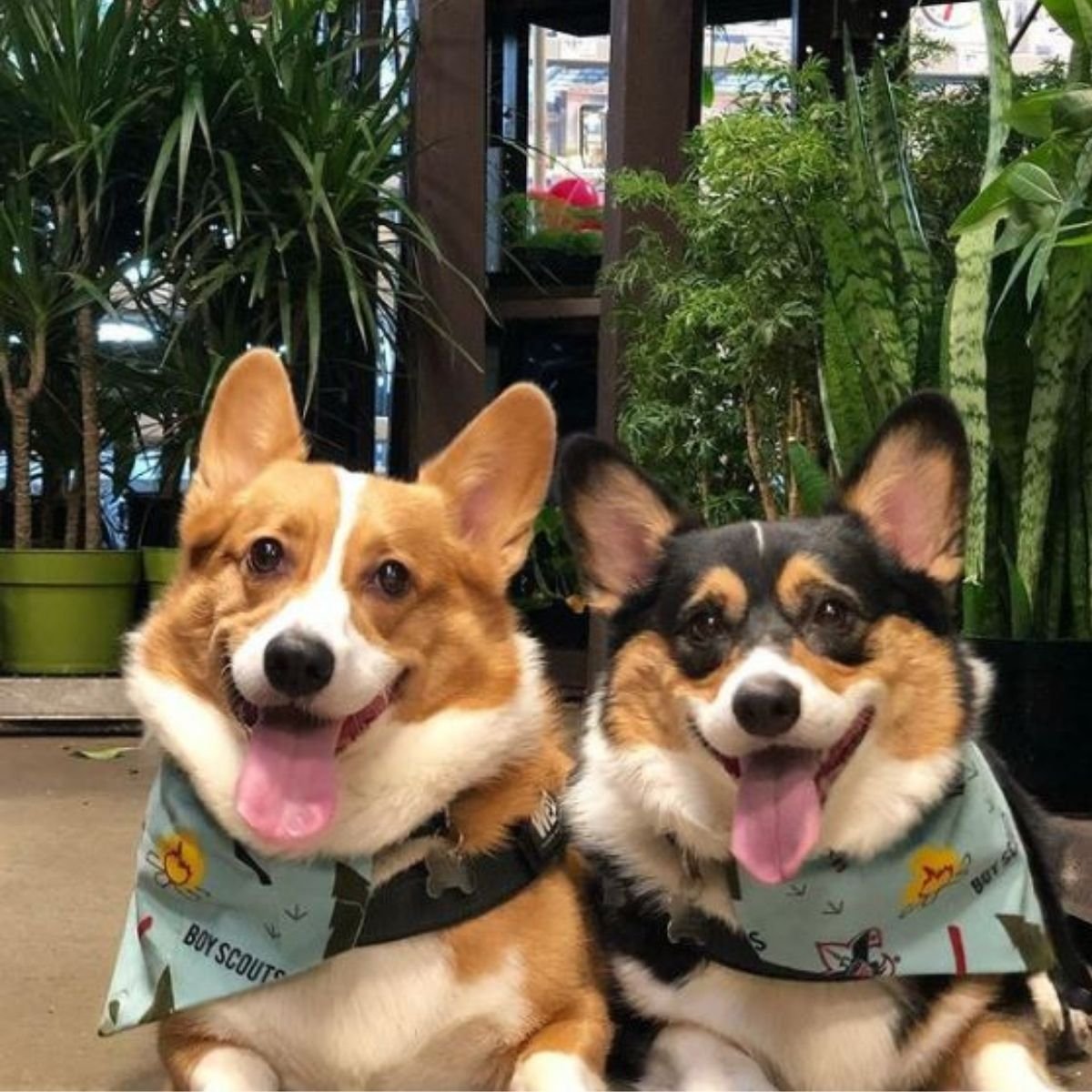 20 Most Famous Corgis to Follow on Instagram - The Paws