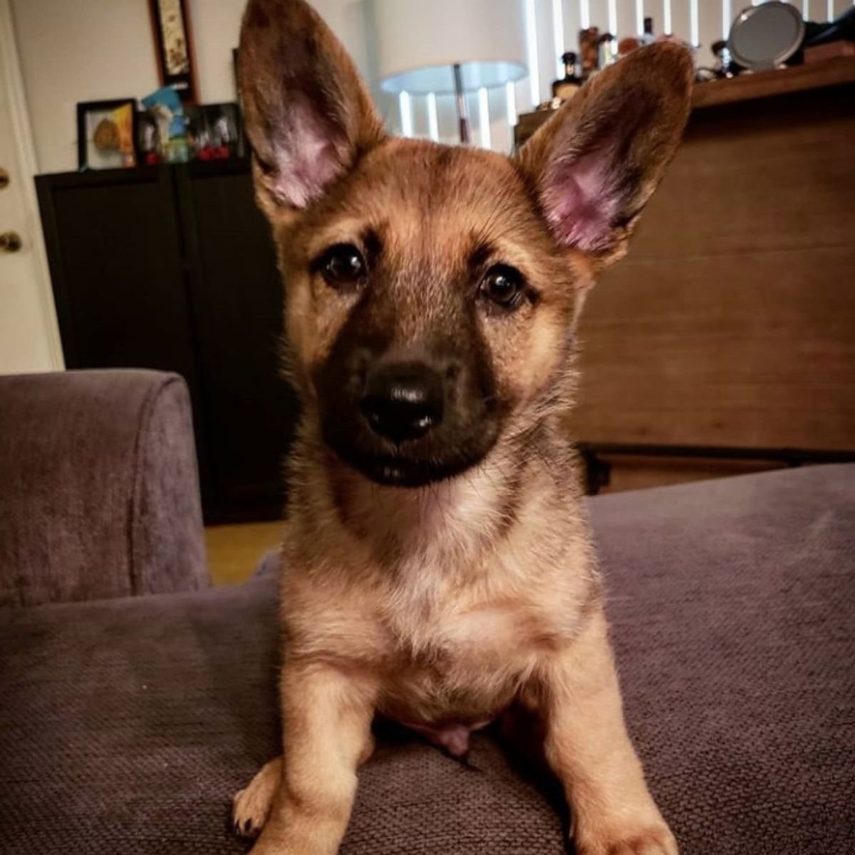 20 Gorgeous Corgi Mixes You Just Have To See - The Paws