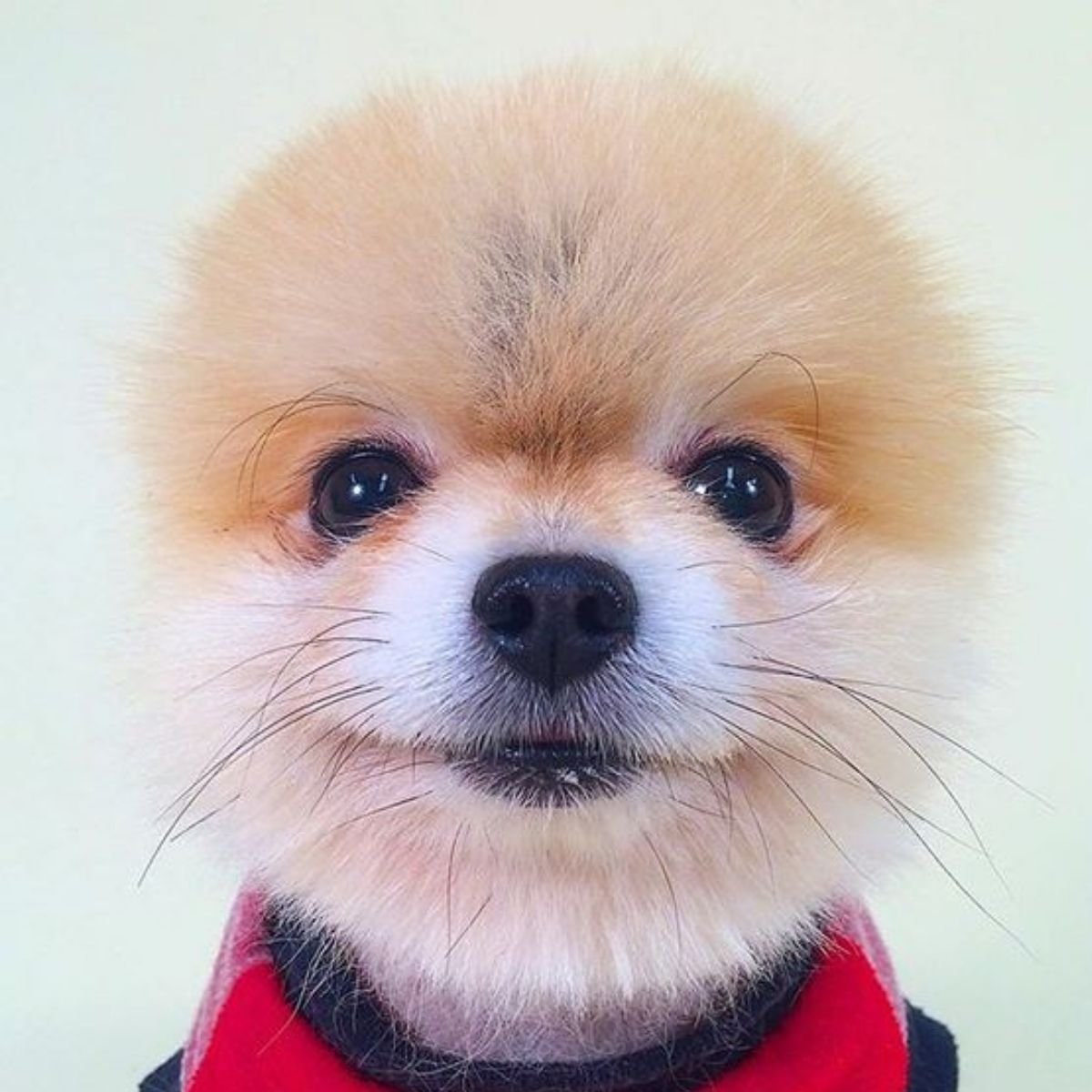 Meet 15 of the Cutest Fox Face Pomeranians in the World - The Paws