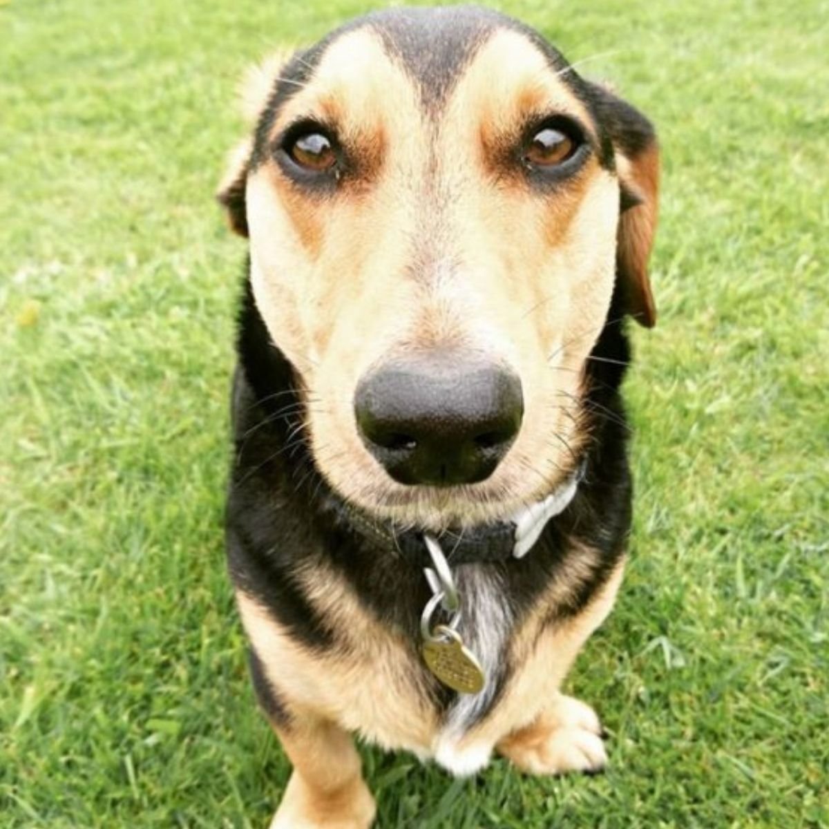 64 Amazing Dachshund Mixes You Should Check Out - The Paws