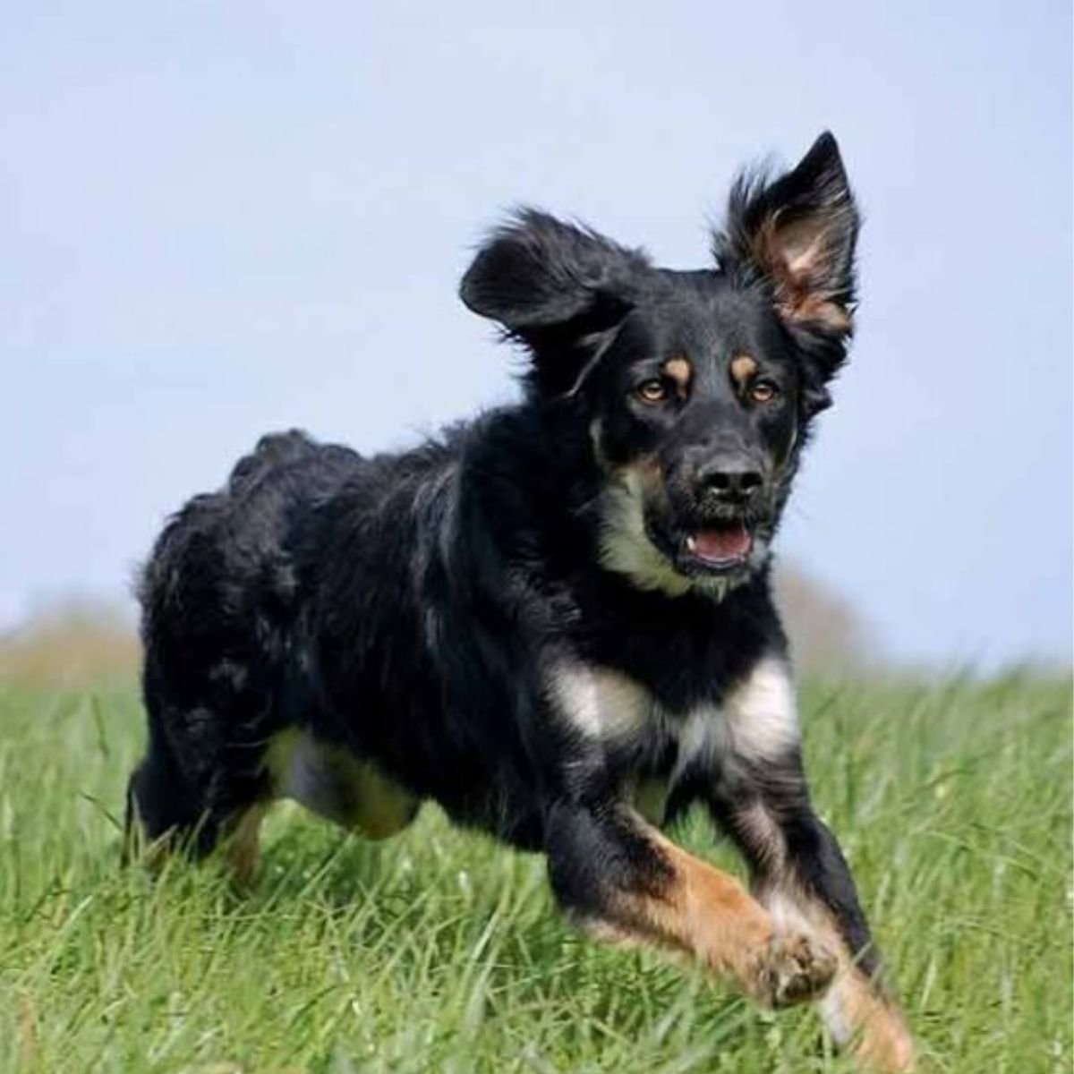 40 Dogs Mixed With German Shepherd - The Paws