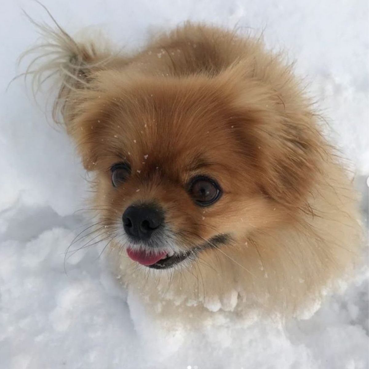 15 Breathtaking Pekingese Chihuahua Mixes - The Paws