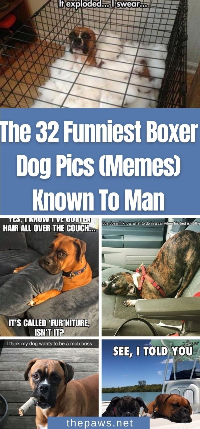 The 32 Funniest Boxer Dog Pics (Memes) Known To Man - The Paws