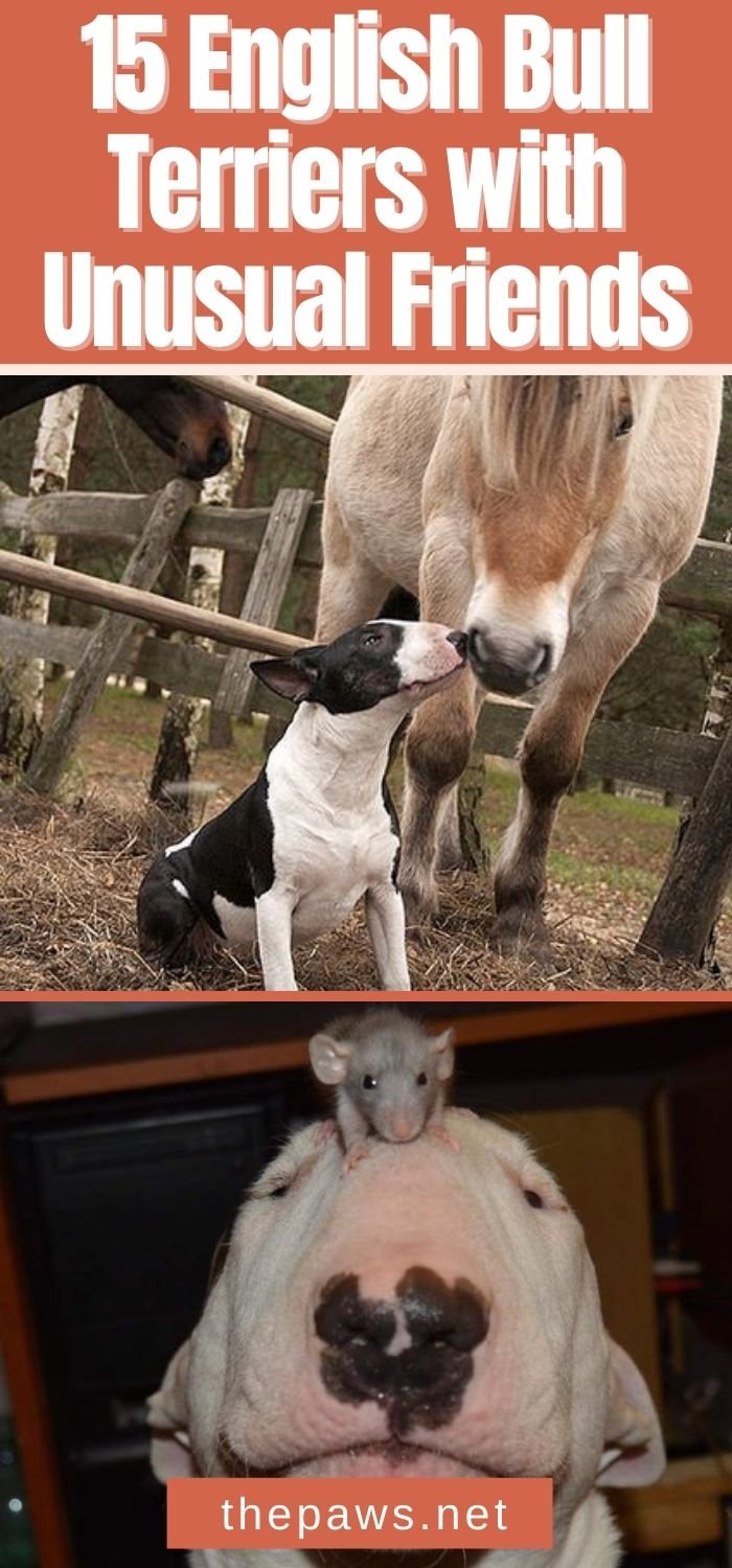 15 English Bull Terriers with Unusual Friends - The Paws