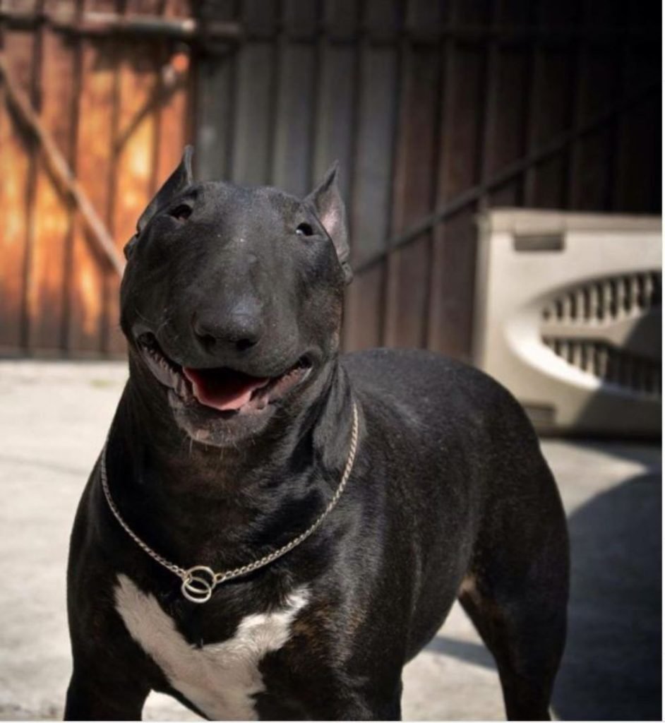 33 Adorable Black Bull Terrier Pictures Ever - The Paws