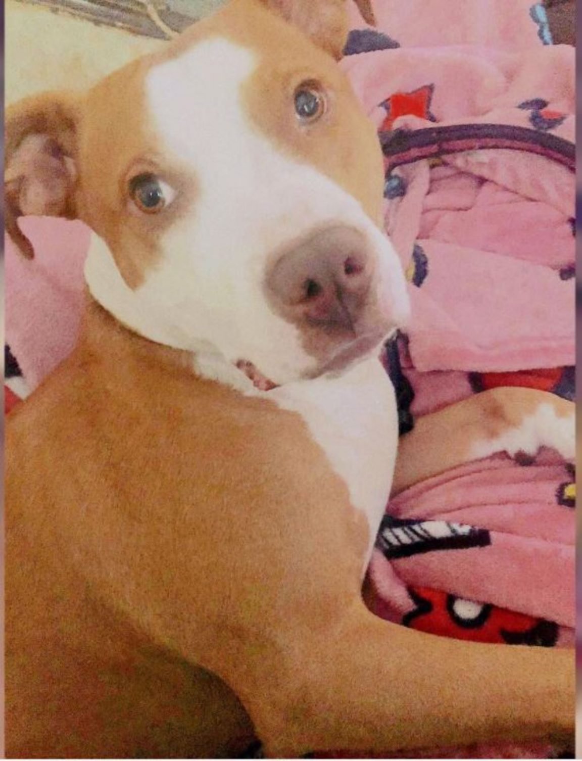 30 Cutest Red Nose Pitbull Pictures Ever - The Paws