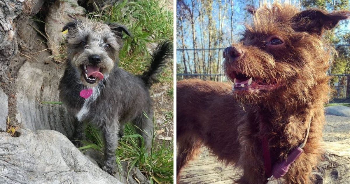 12 Poodles Mixed With Boston Terrier - The Paws