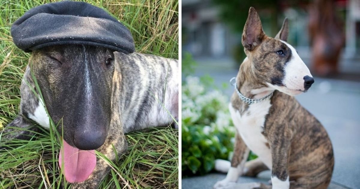 33 Cutest Brindle Bull Terrier Pictures Ever - The Paws