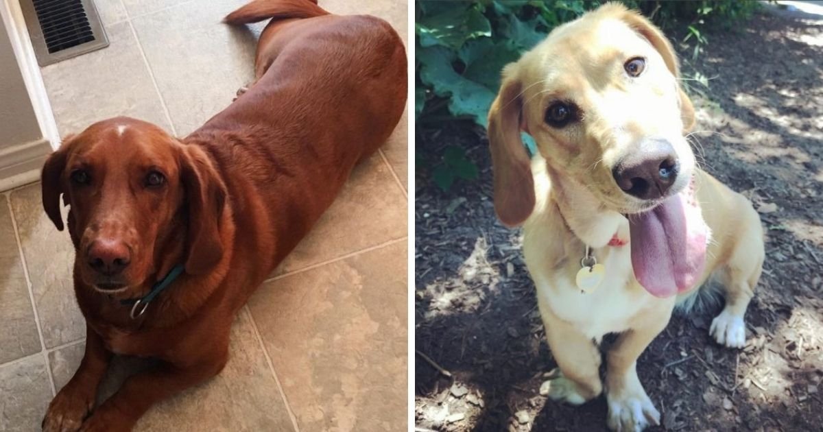 18 Basset Hounds Mixed With Golden Retriever - The Paws