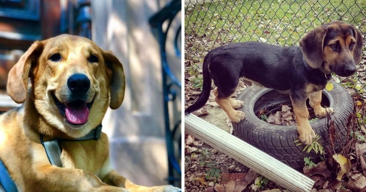 14 Basset Hounds Mixed With German Shepherd - The Paws