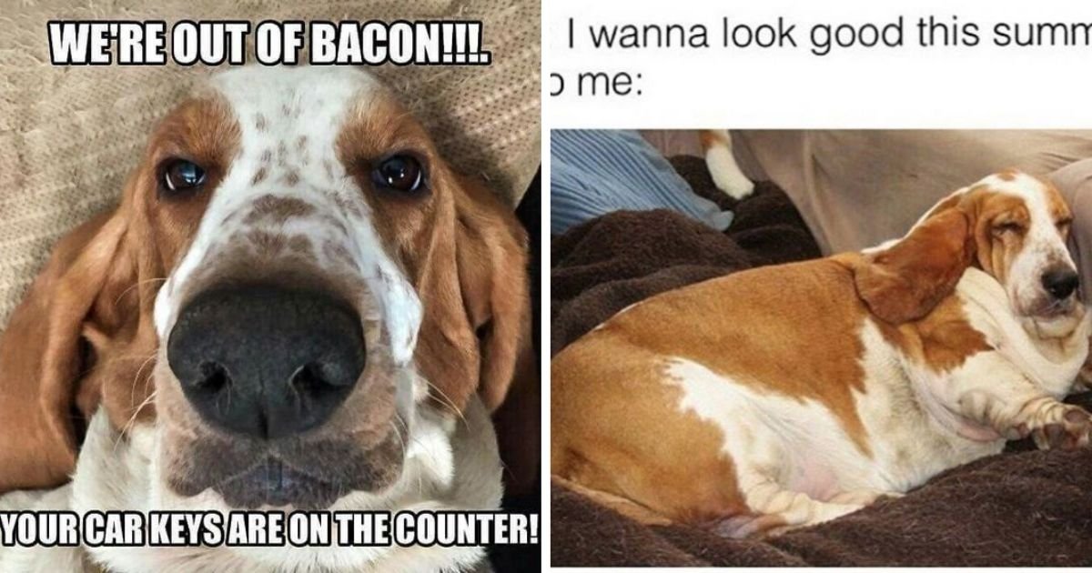The 35 Funniest Basset Hound Memes of All Time - The Paws