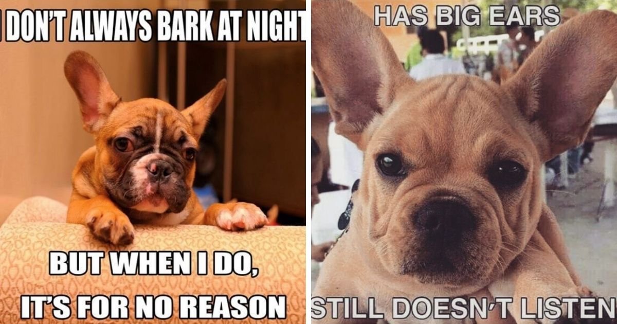 45 Best French Bulldog Memes of All Time - The Paws