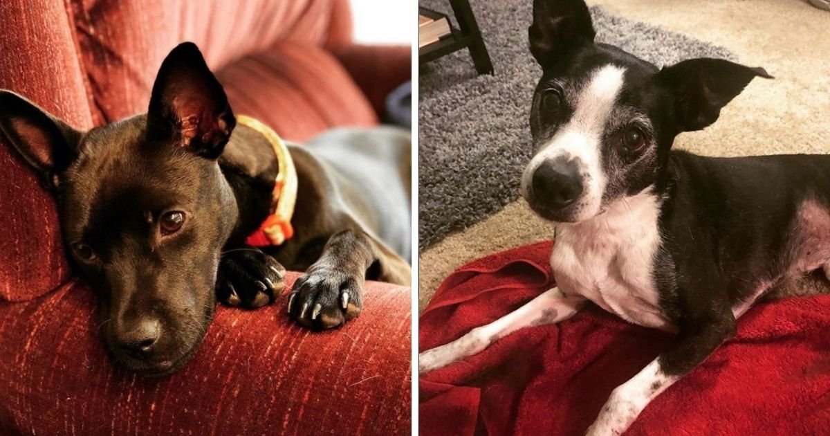 16 Chihuahuas Mixed With Boston Terrier - The Paws