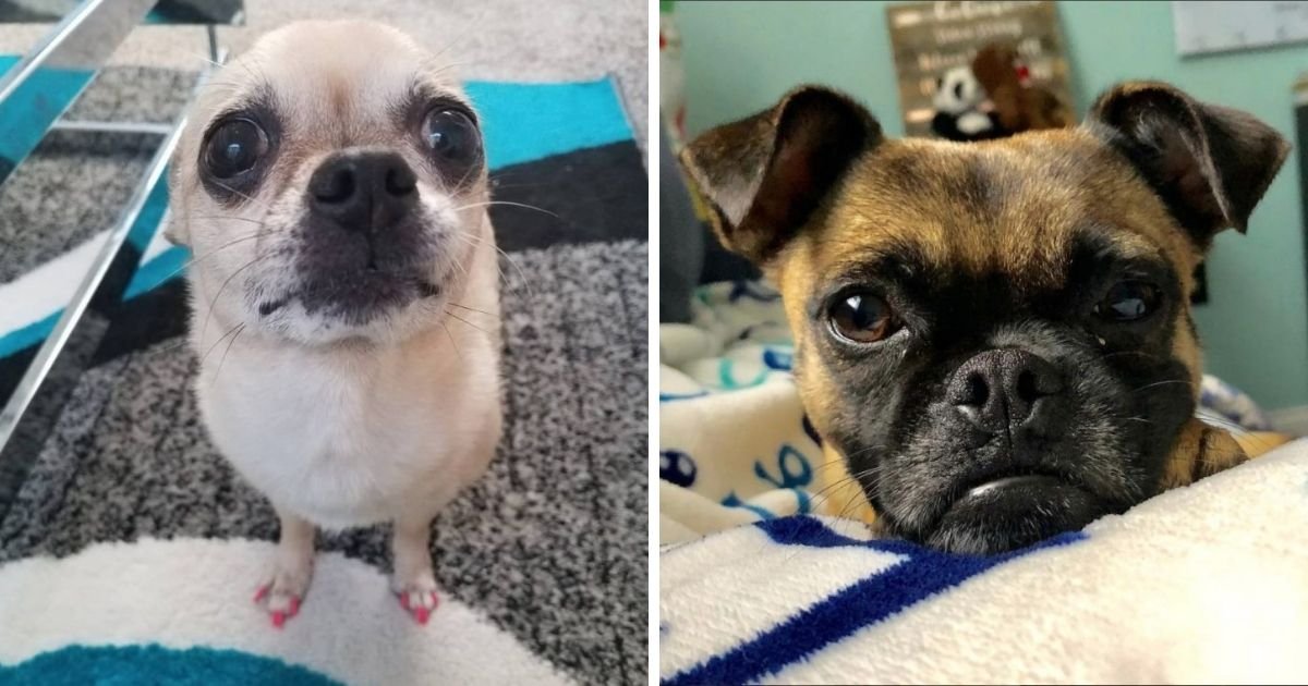 25 Chihuahuas Mixed With Pug - The Paws