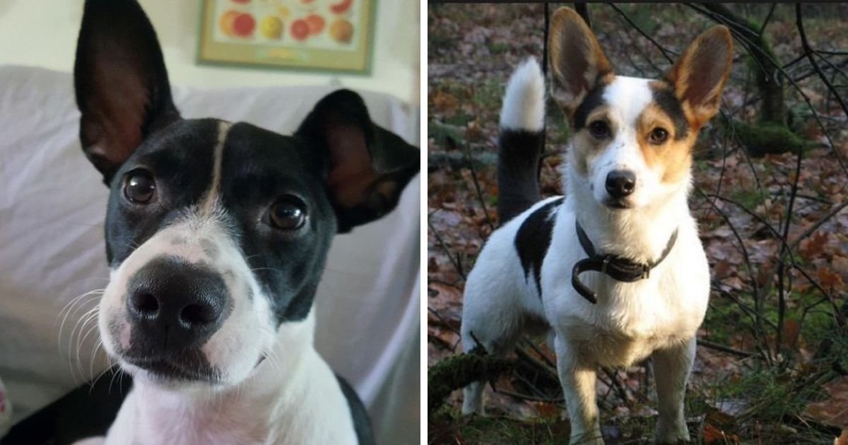 36 Dogs Mixed With Jack Russell Terriers - The Paws