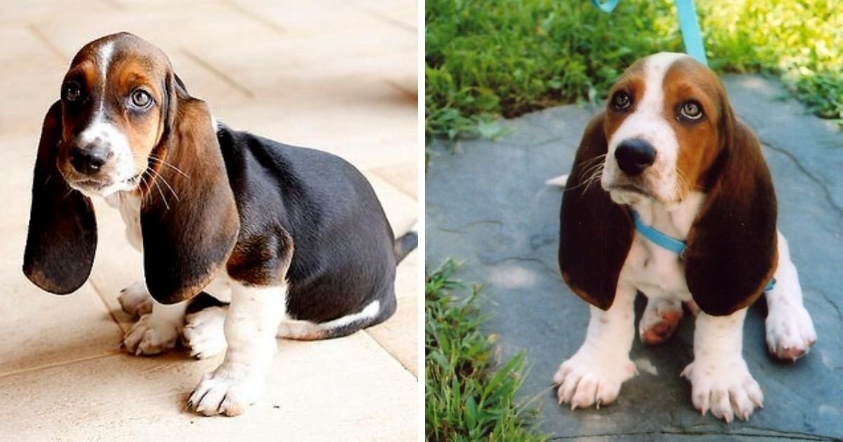22 Cute Miniature Basset Hound Pictures You Will Love - The Paws